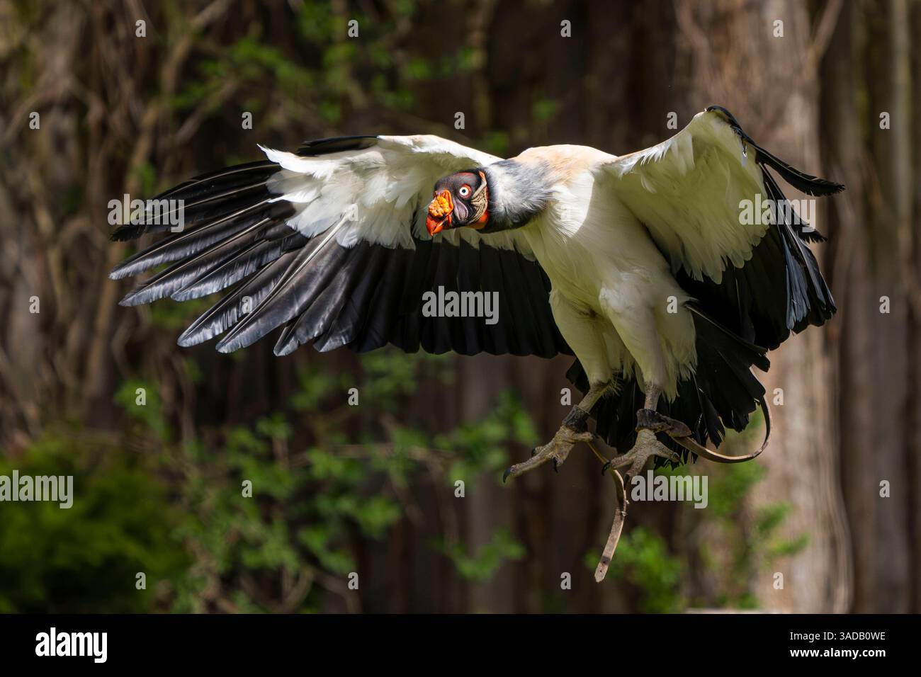 Ein Kappengeier Necrosyrtes monachusi bei der täglichen Flugshow im ...