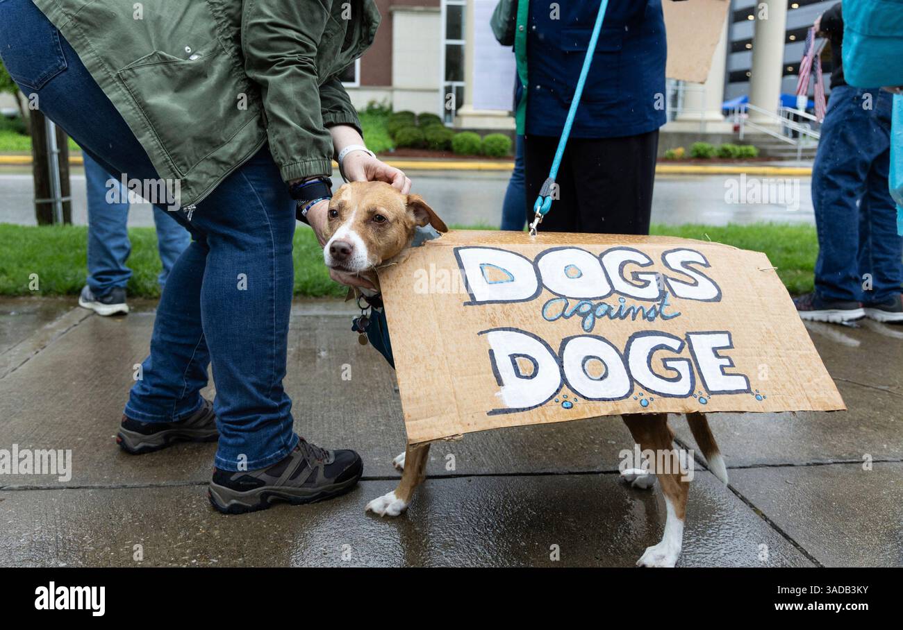 Thea, an 8-year-old pit bull mix, wears a "Dogs against DOGE" sign as ...