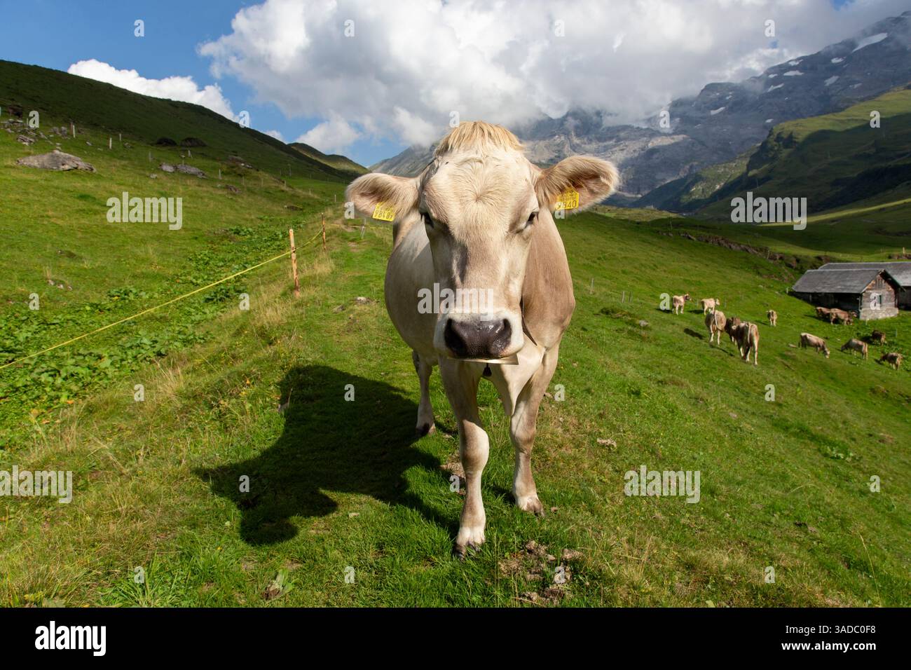 Alpine cows in Engelberg, Switzerland Stock Photo - Alamy