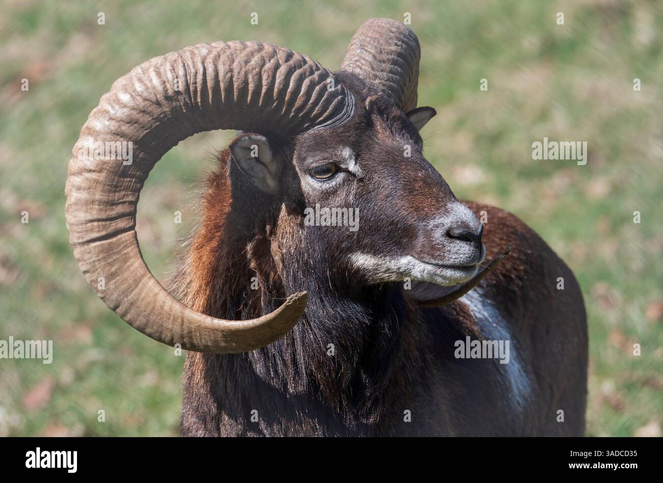 Mouflon in the Dünnwald Wildlife Park in Cologne. The term mouflon ...