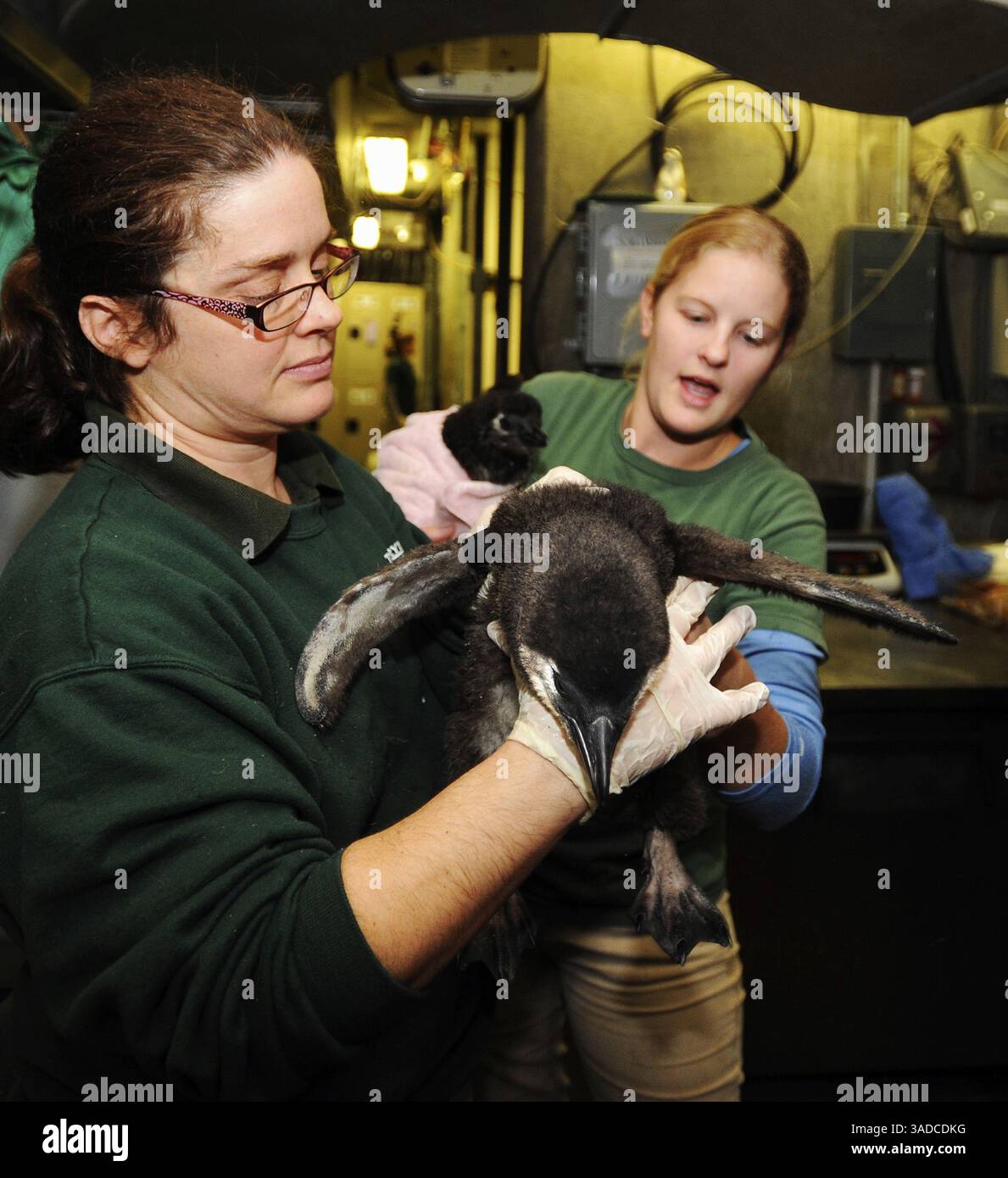 Baltimore maryland zoo penguin hi-res stock photography and images - Alamy