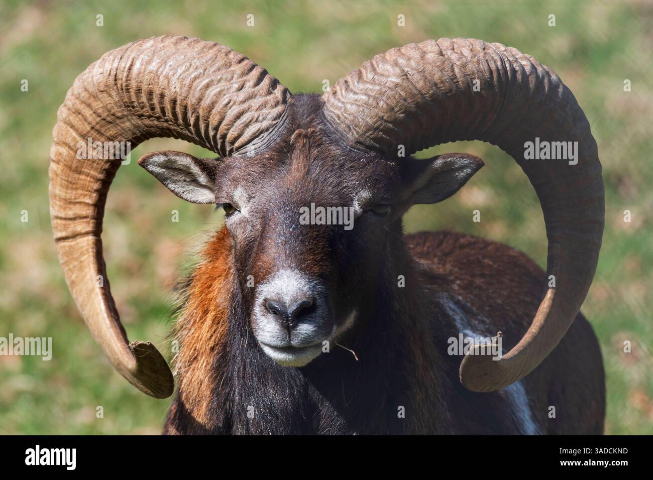 Ovis arten hi-res stock photography and images - Alamy