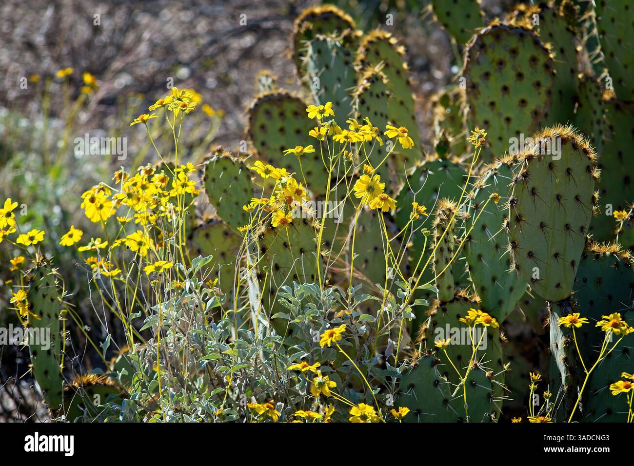 The prickly pear cactus blooms in March and April in the Sonoran Desert ...