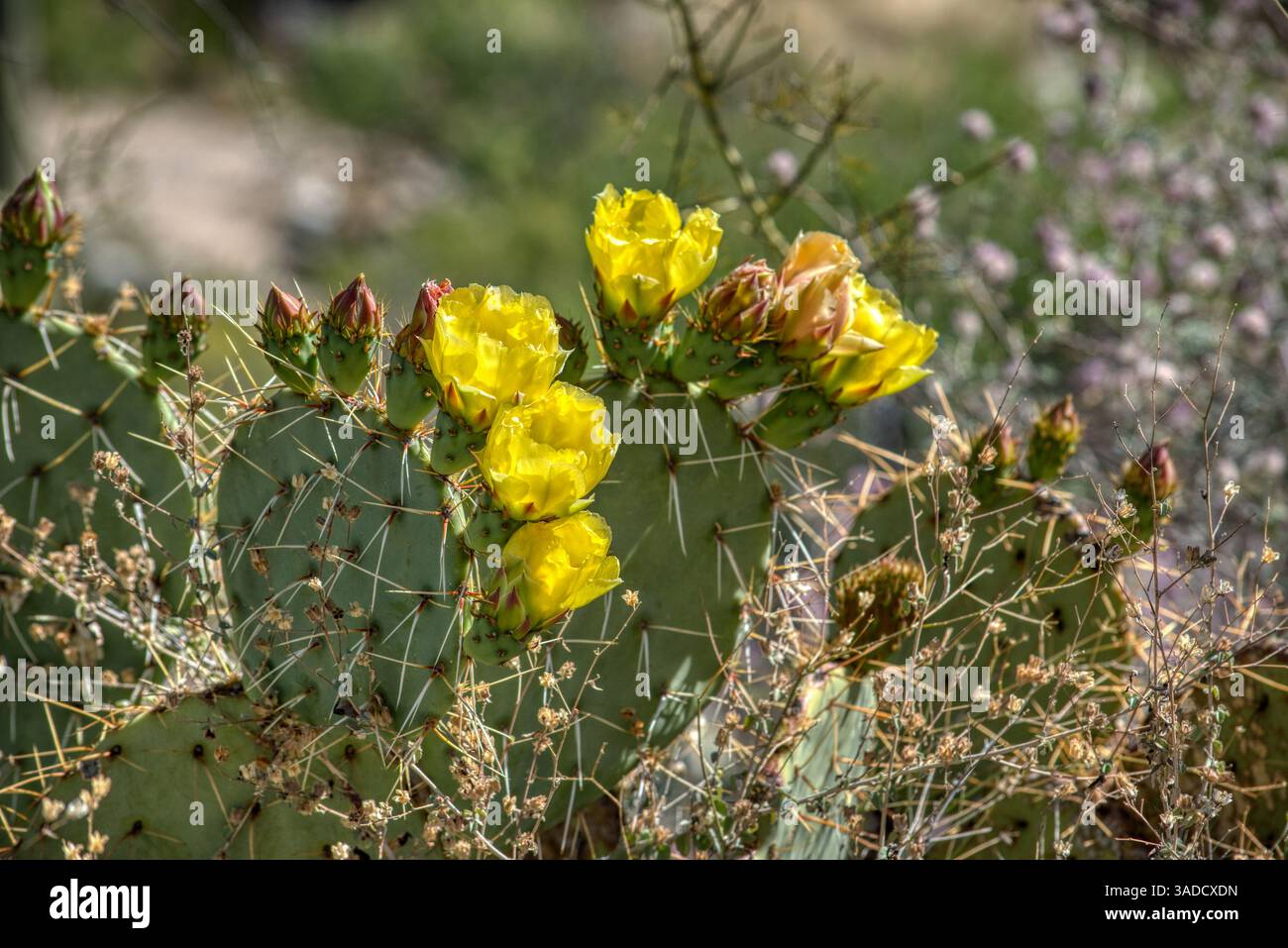 The prickly pear cactus blooms in March and April in the Sonoran Desert ...