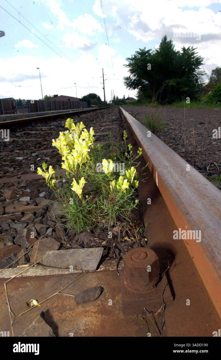 abandoned railroad line and rails in public transport and freight ...