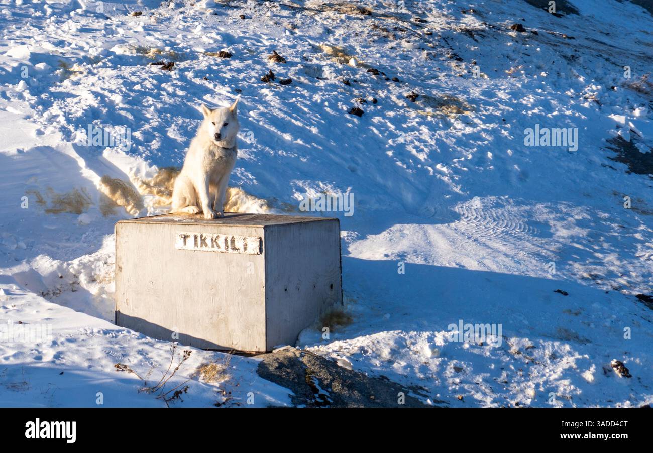 A white wolf sitting on a concrete structure in a snowy landscape. The ...