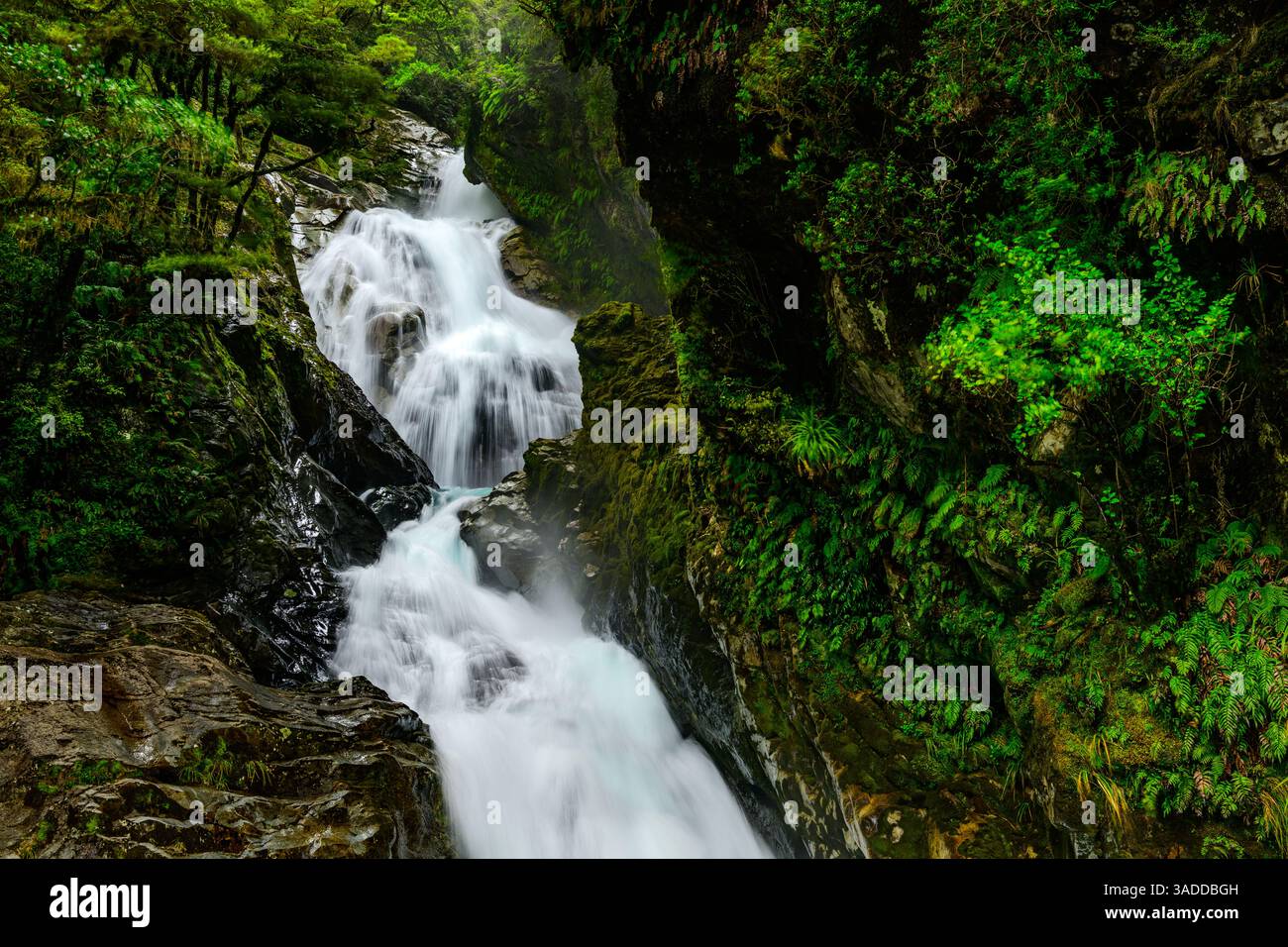 Beautiful Falls Creek Falls in Fiordland National Park in New Zealand ...