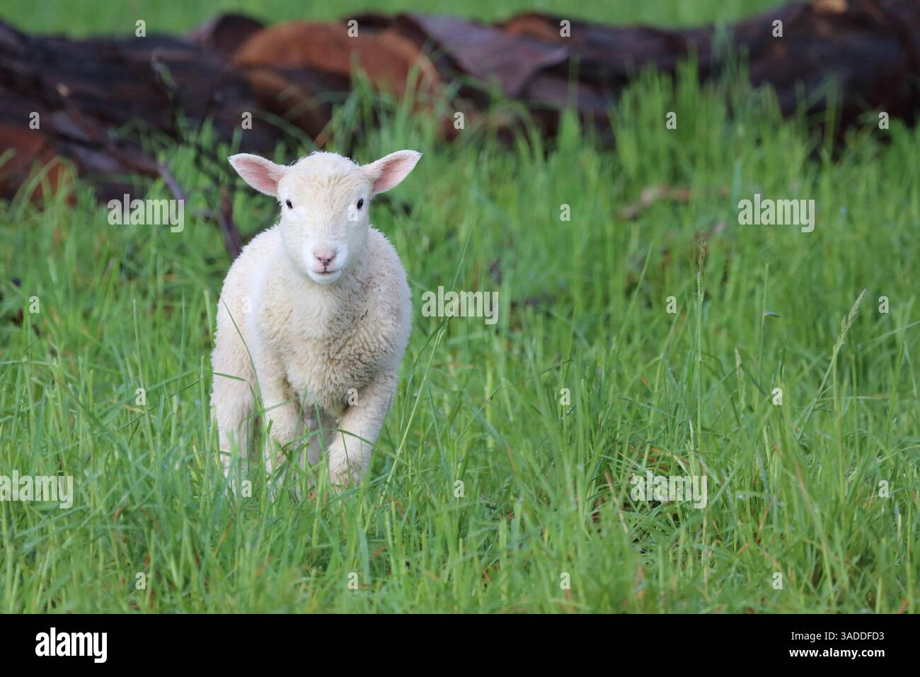 Coopworthschaf / Coopworth sheep / Ovis Stock Photo - Alamy