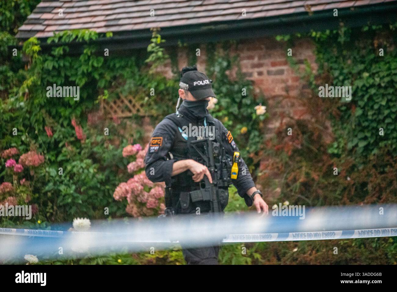 Xl bully dog hi-res stock photography and images - Alamy