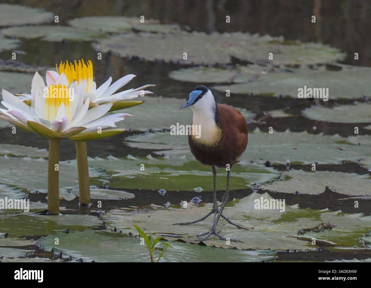 African Jacana - Actophilornis africanus is a wader bird taken in a ...