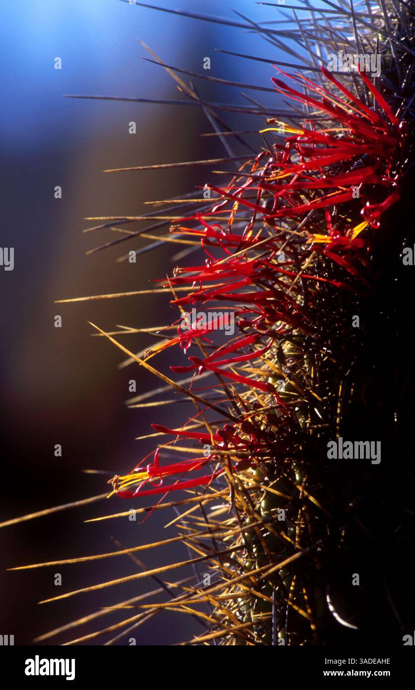 Tristerix tristerix aphyllus hi-res stock photography and images - Alamy
