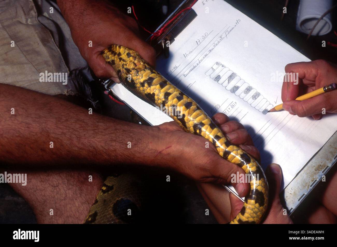 Jun 10, 1996; Mantecal, VENEZUELA; The first field study ever of ...