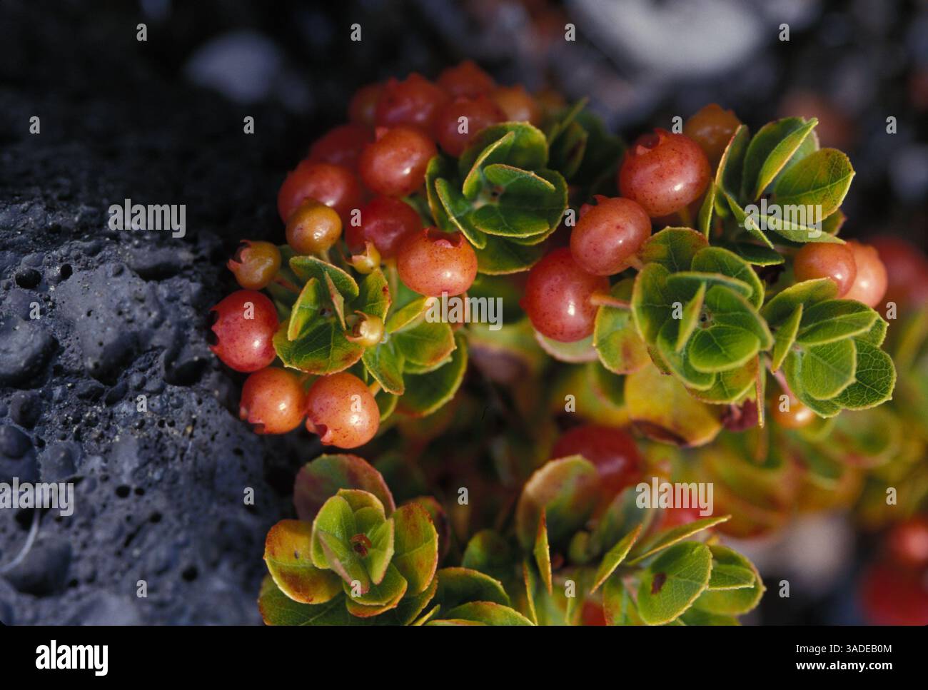 Ohelo bush hi-res stock photography and images - Alamy