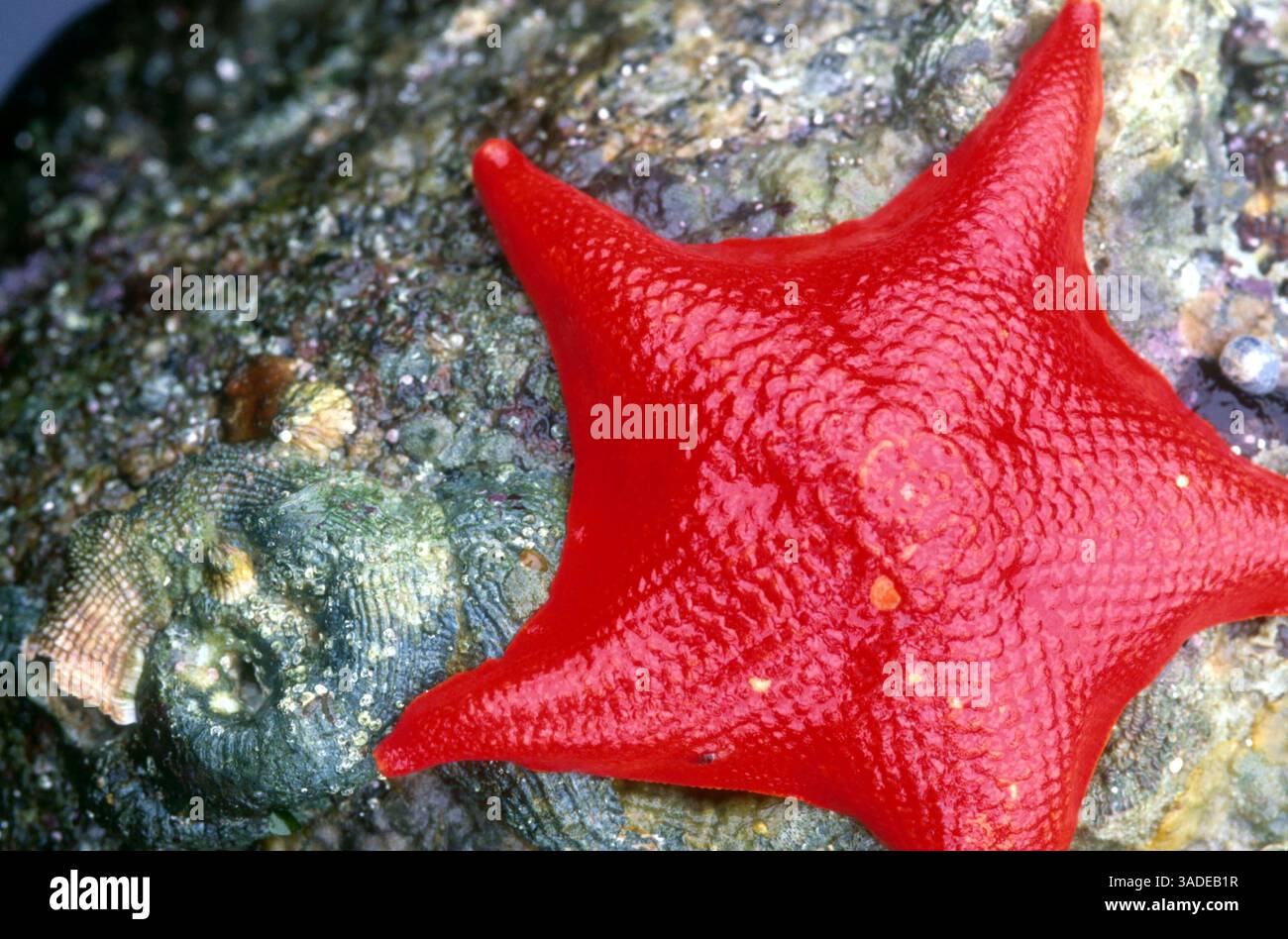 Jul 05, 1996; Monterey Bay, CA, USA; A bat starfish, asterina miniata ...