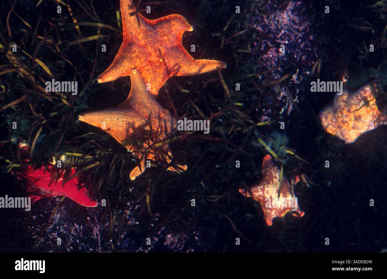 Jul 05, 1996; Monterey Bay, CA, USA; A bat starfish, asterina miniata ...