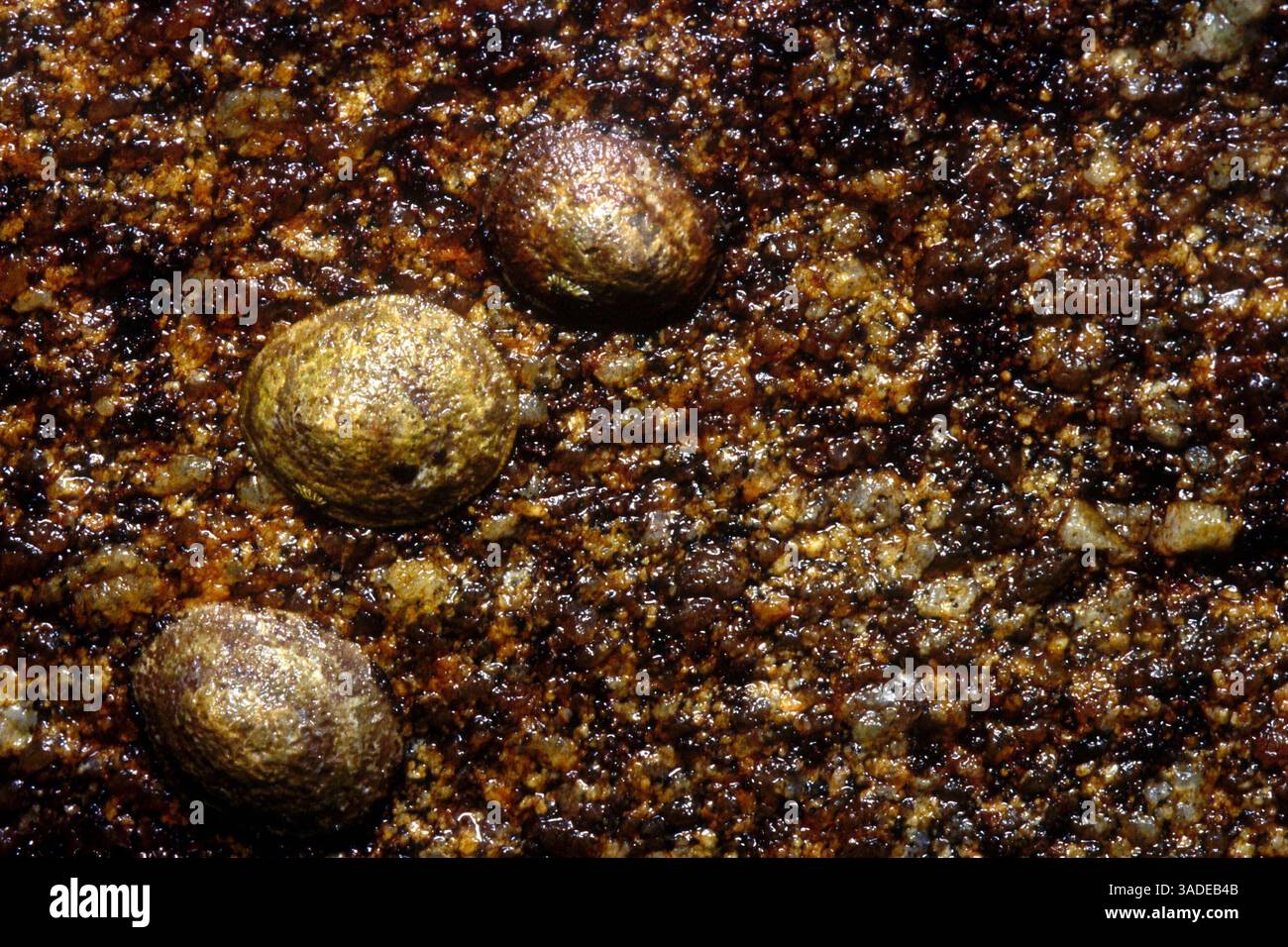 Jul 08, 1996; Monterey Bay, CA, USA; A trio of limpets in a tide pool ...