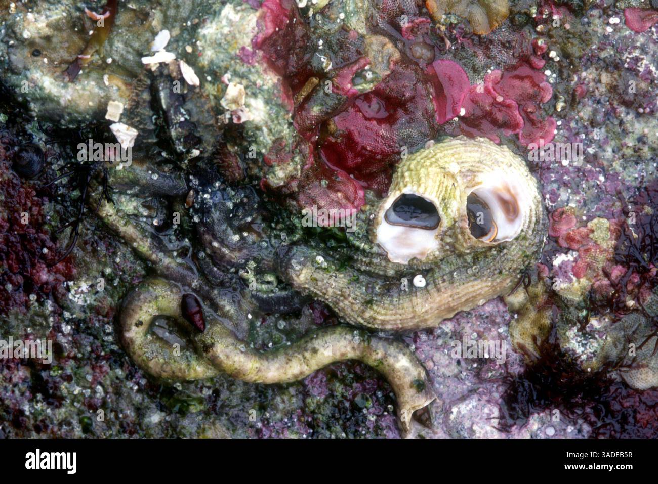 Jul 08, 1996; Monterey Bay, CA, USA; Serpulorbis squamigerus worm in a ...