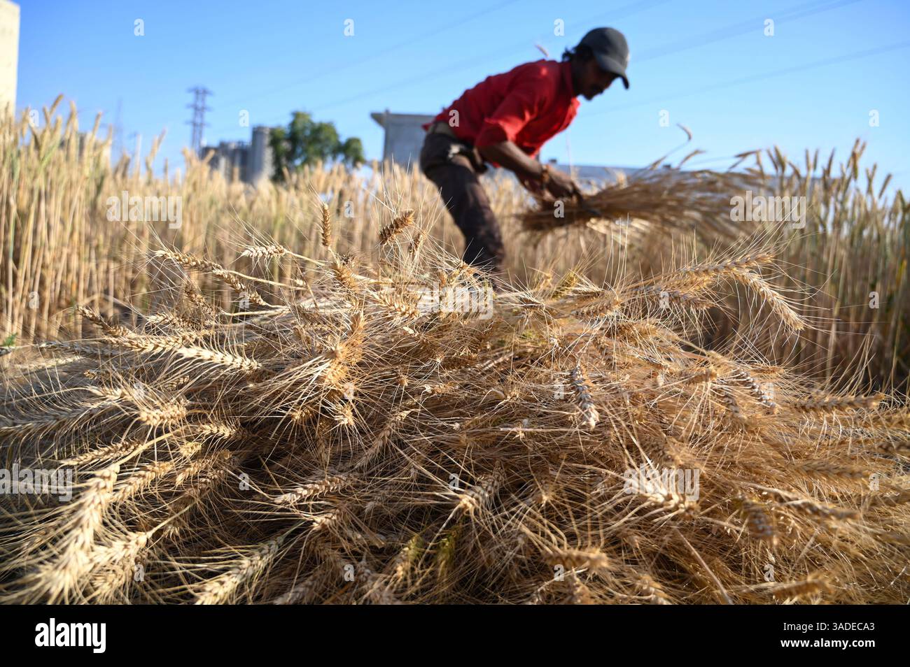 New Delhi, India. 05th Apr, 2025. GURUGRAM, INDIA - APRIL5: Workers seen harvesting wheat crop ...