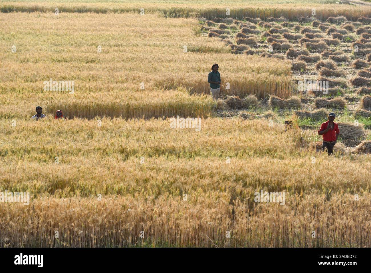 New Delhi, India. 05th Apr, 2025. GURUGRAM, INDIA - APRIL5: Workers seen harvesting wheat crop ...