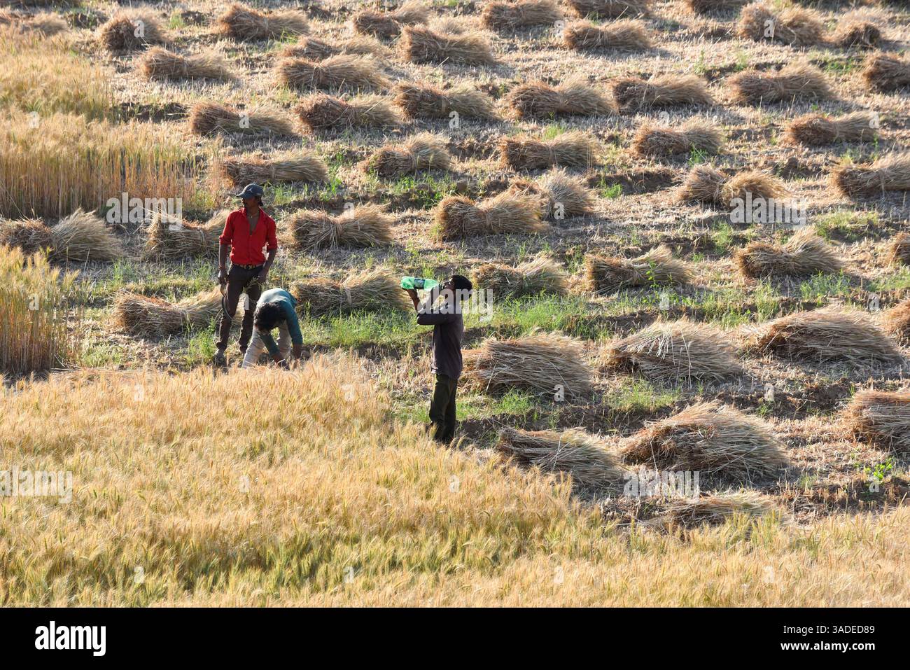 New Delhi, India. 05th Apr, 2025. GURUGRAM, INDIA - APRIL5: Workers seen harvesting wheat crop ...