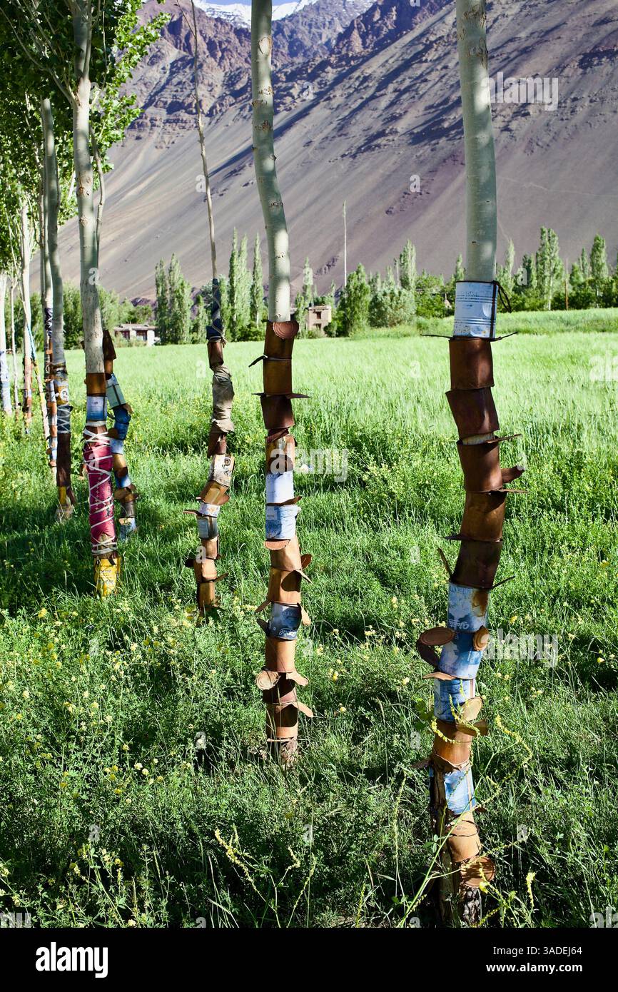 Discarded tins used to protect young trees from animals near Alchi ...