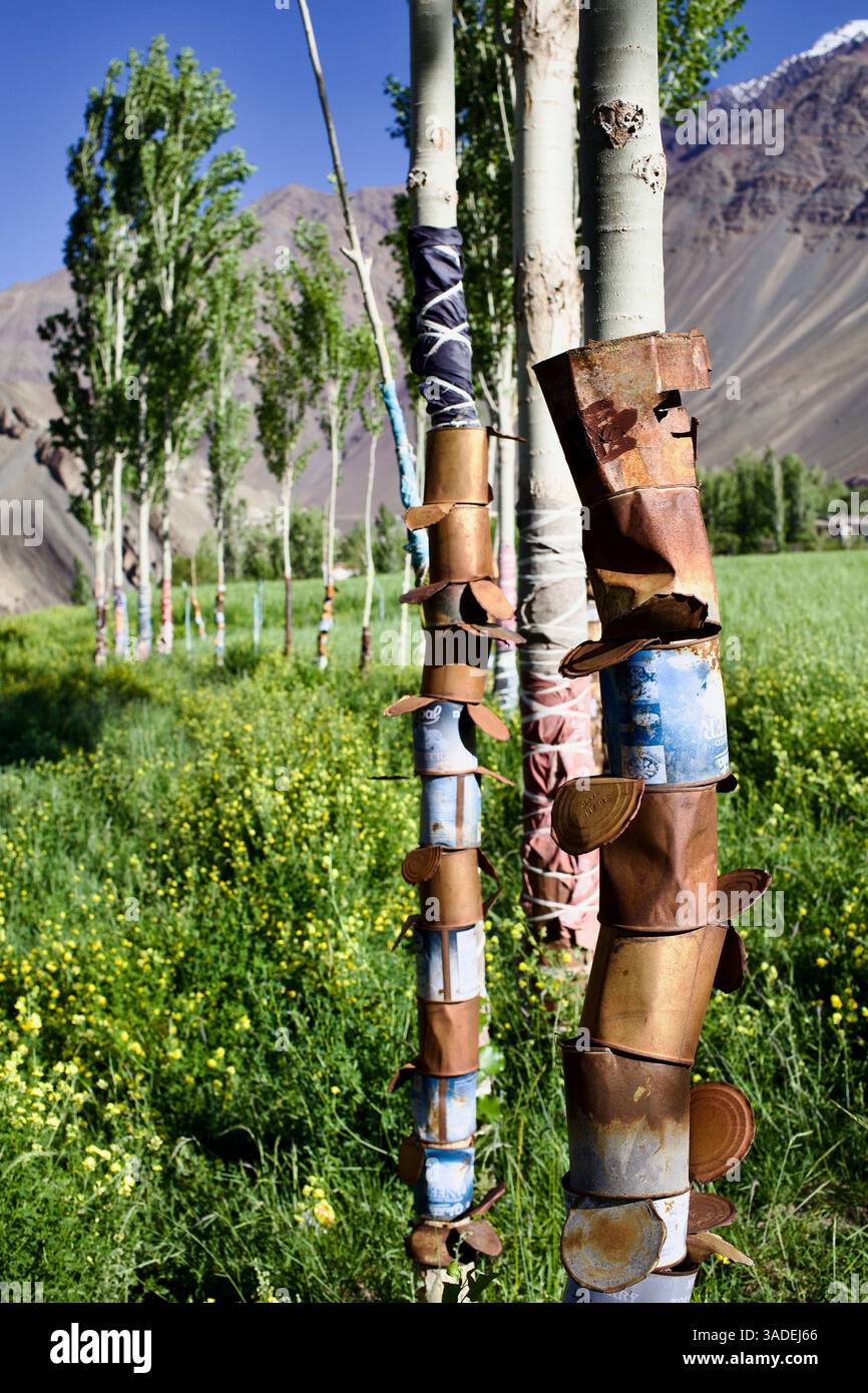 Discarded tins used to protect young trees from animals near Alchi ...