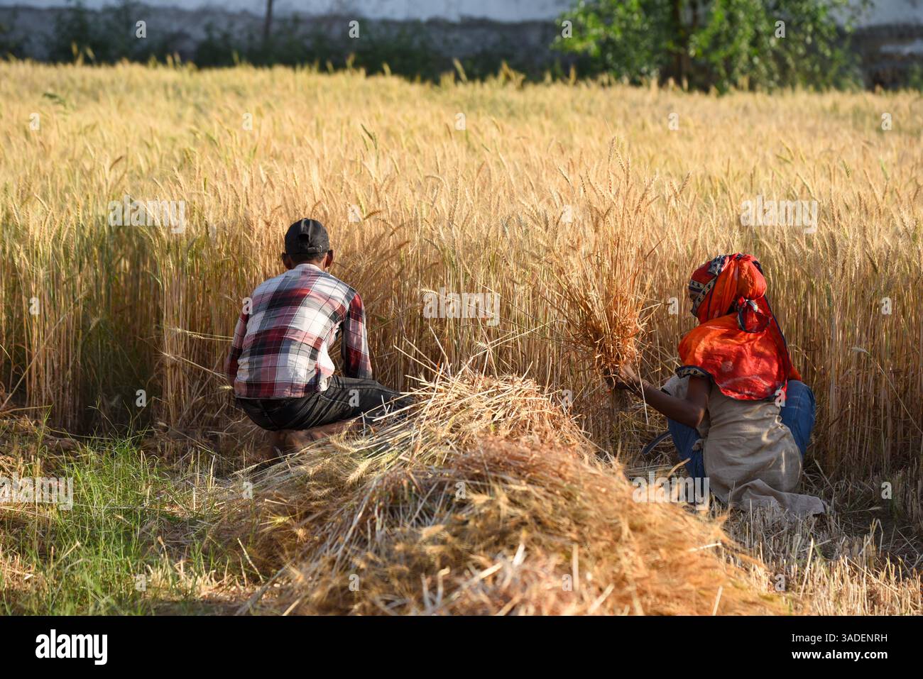 GURUGRAM, INDIA - APRIL5: Workers seen harvesting wheat crop at a field outskirts Gurugram at ...