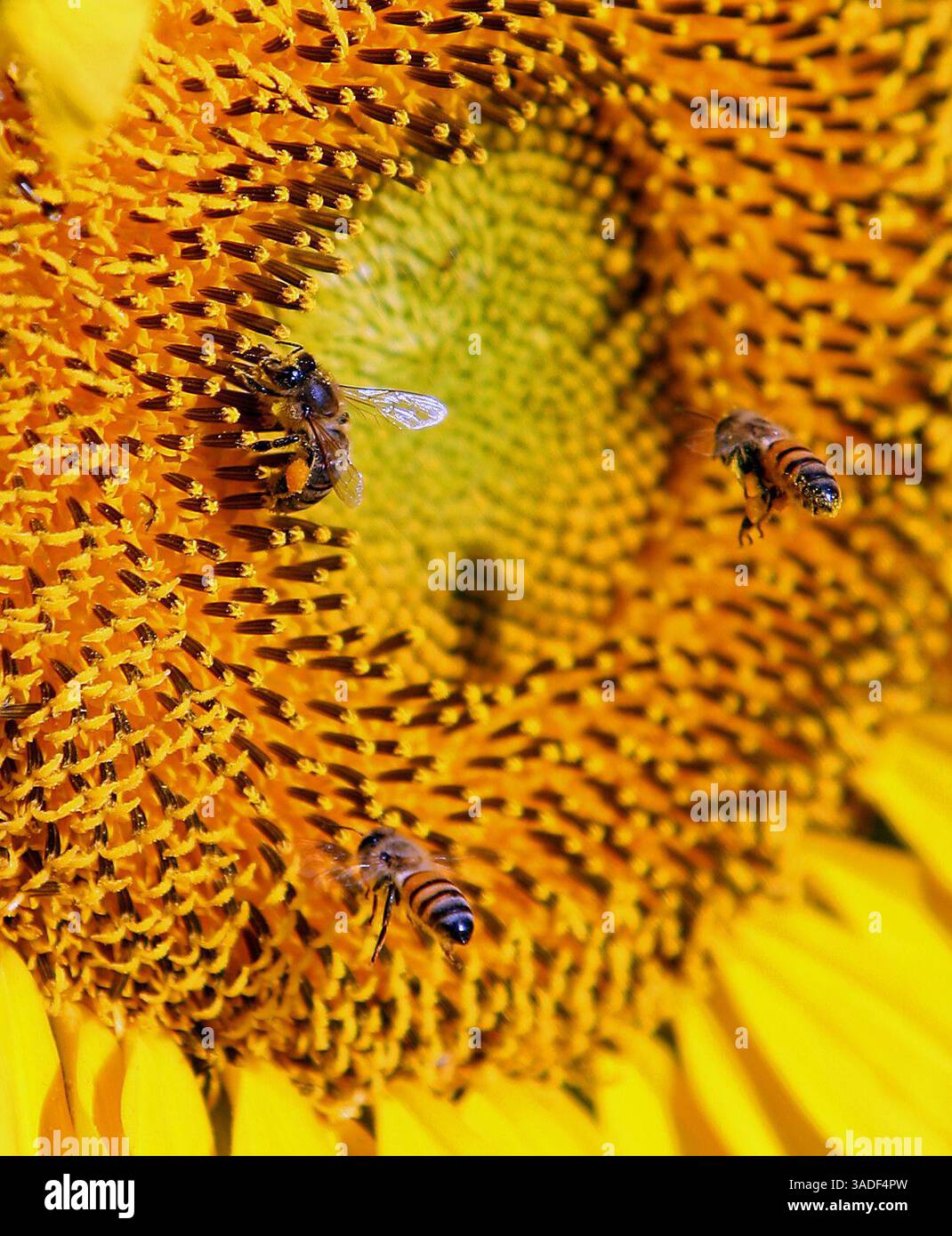 Casey Christie / The Californian.They say three's a crowd, and it even ...