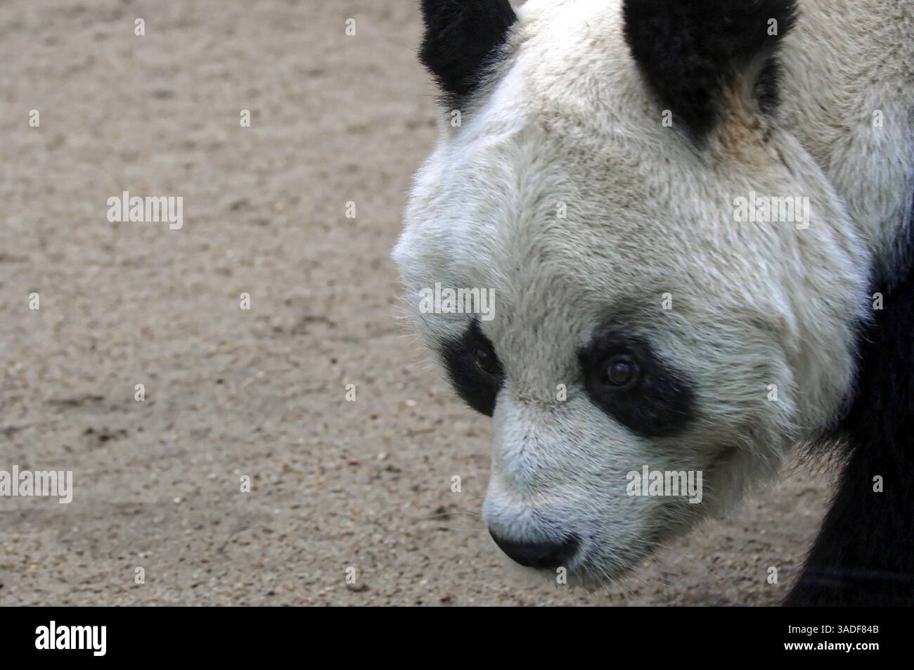 Giant Panda, ailuropoda melanoleuca, close-up of a panda head on sandy ...