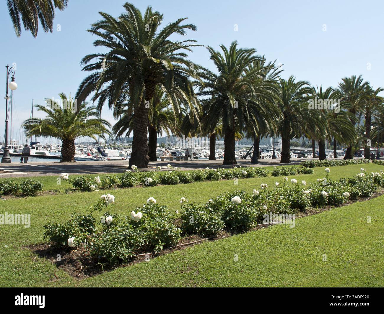 Rose bushes palm trees hi-res stock photography and images - Alamy