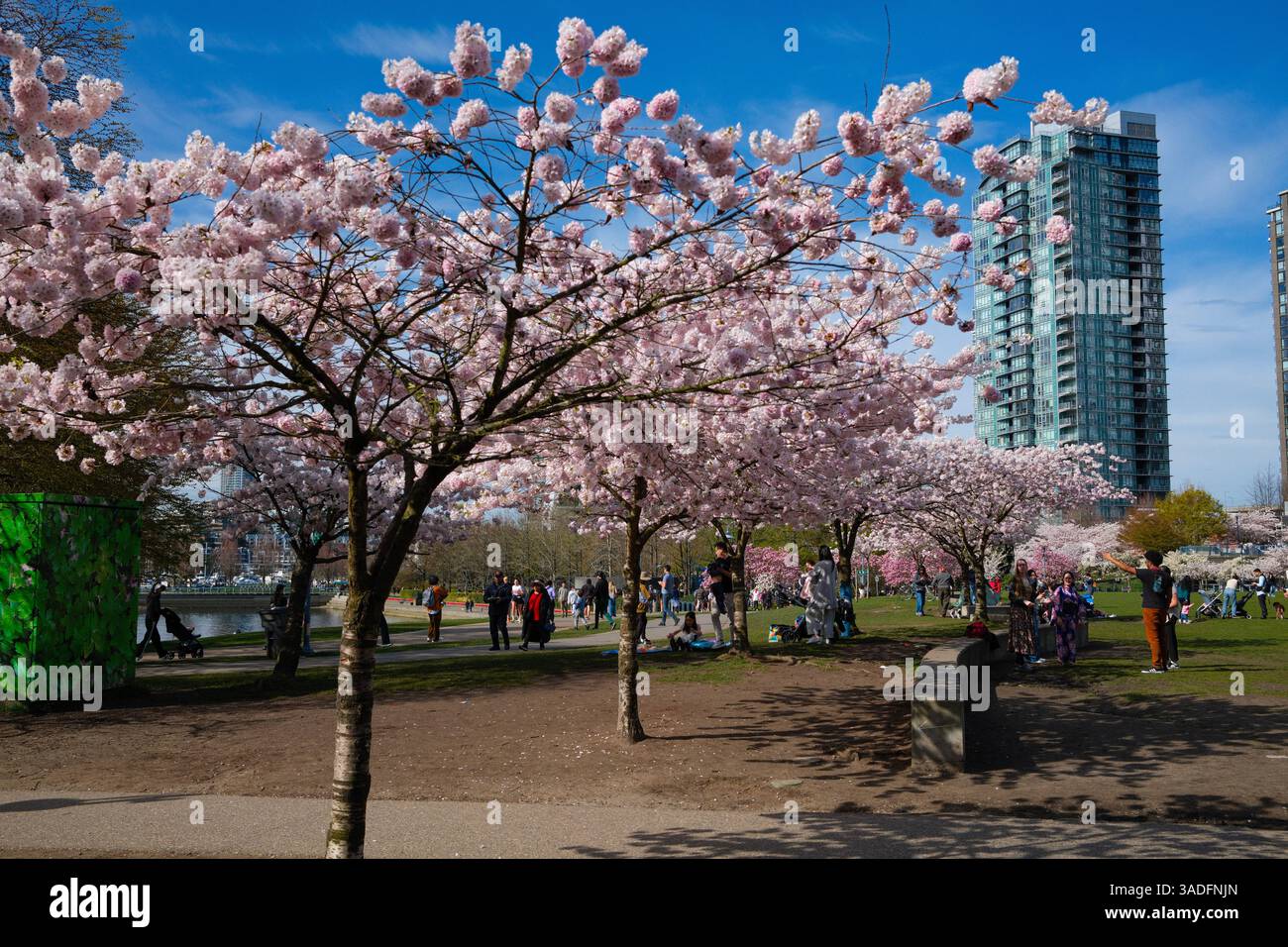 Cherry blossom trees in full splendour at David Lam Park in Yaletown, Vancouver, BC Stock Photo ...
