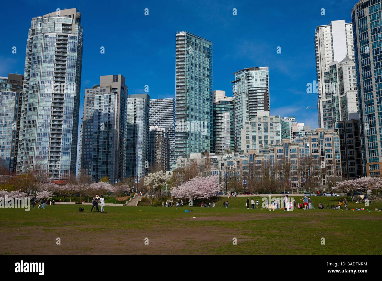 Cherry blossom trees at David Lam Park in Yaletown, Vancouver, BC Stock ...