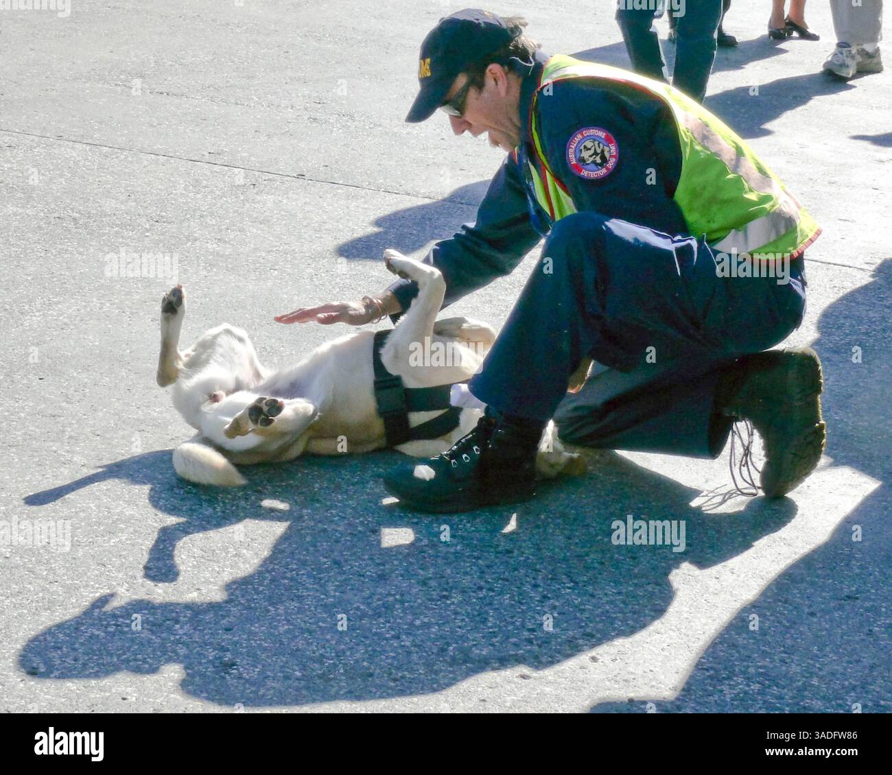 Trains labradors hi-res stock photography and images - Alamy