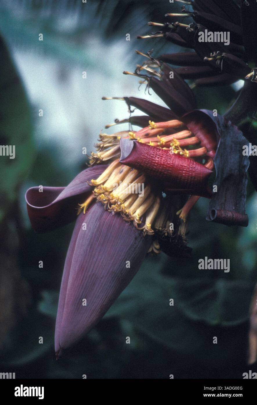 Banana ovary hi-res stock photography and images - Alamy