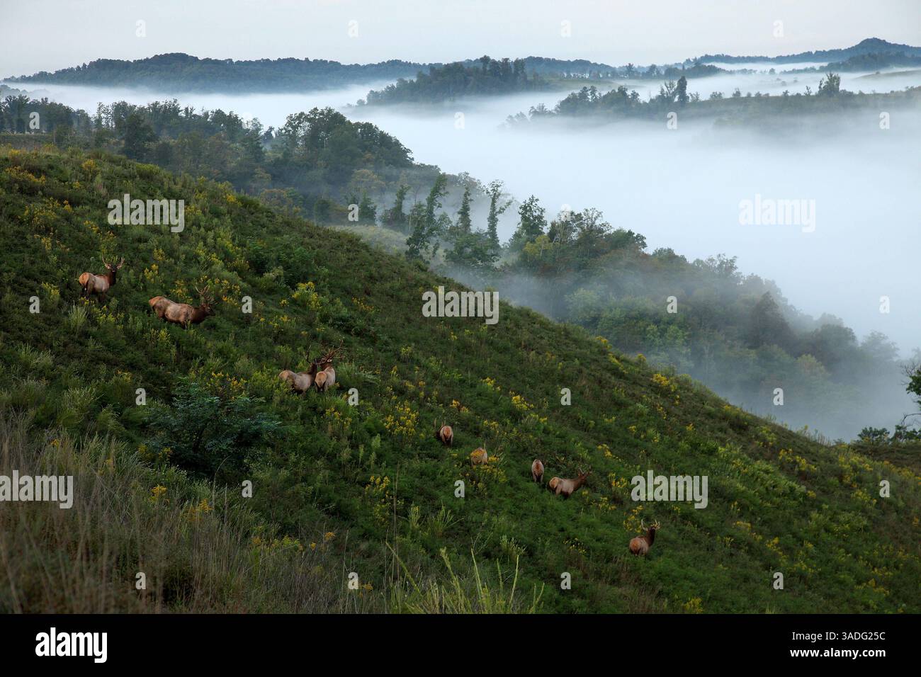 September 17, 2009 - Hindman, Kentucky, USA - Bull elk forage on the ...