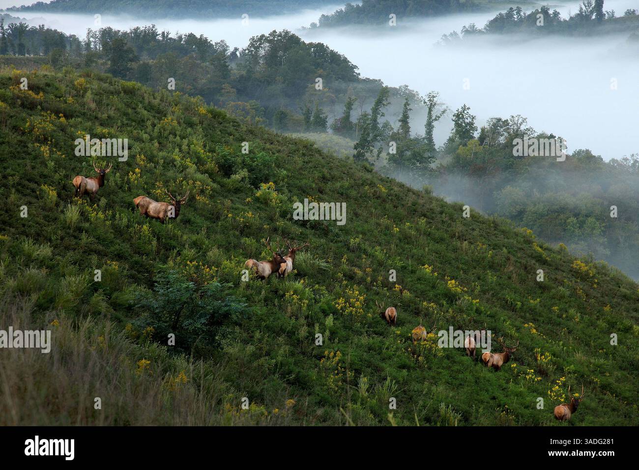 September 17, 2009 - Hindman, Kentucky, USA - Bull elk forage on the ...