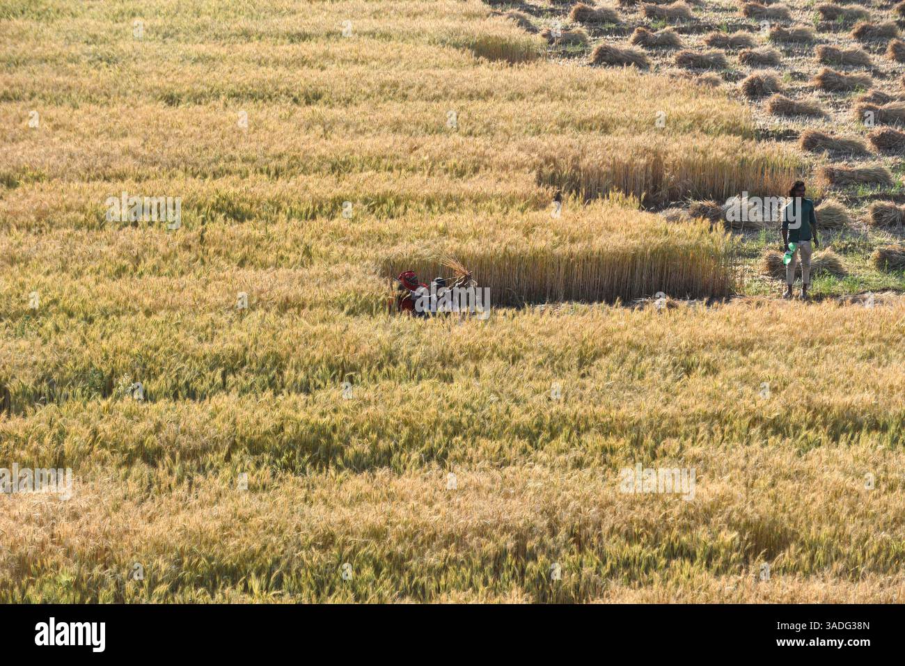 GURUGRAM, INDIA - APRIL5: Workers seen harvesting wheat crop at a field outskirts Gurugram at ...