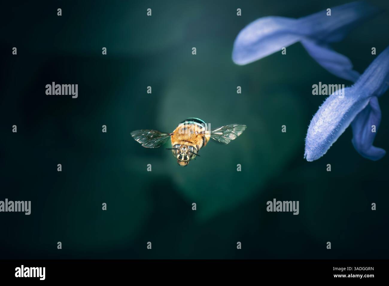 The Blue Banded Bee or Amegilla cingulata is a fascinating and ...