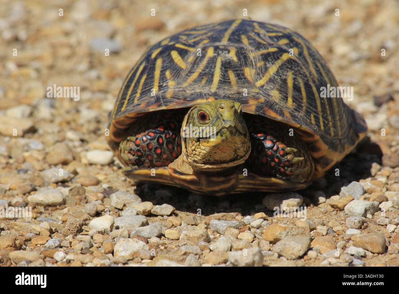 Rare male turtle hi-res stock photography and images - Alamy