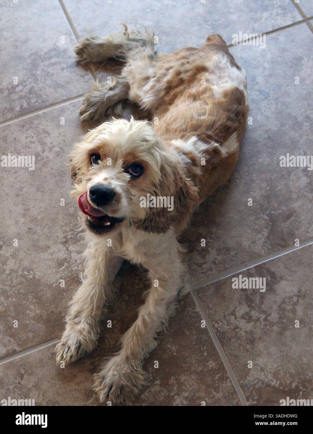 Jack joslin hi-res stock photography and images - Alamy