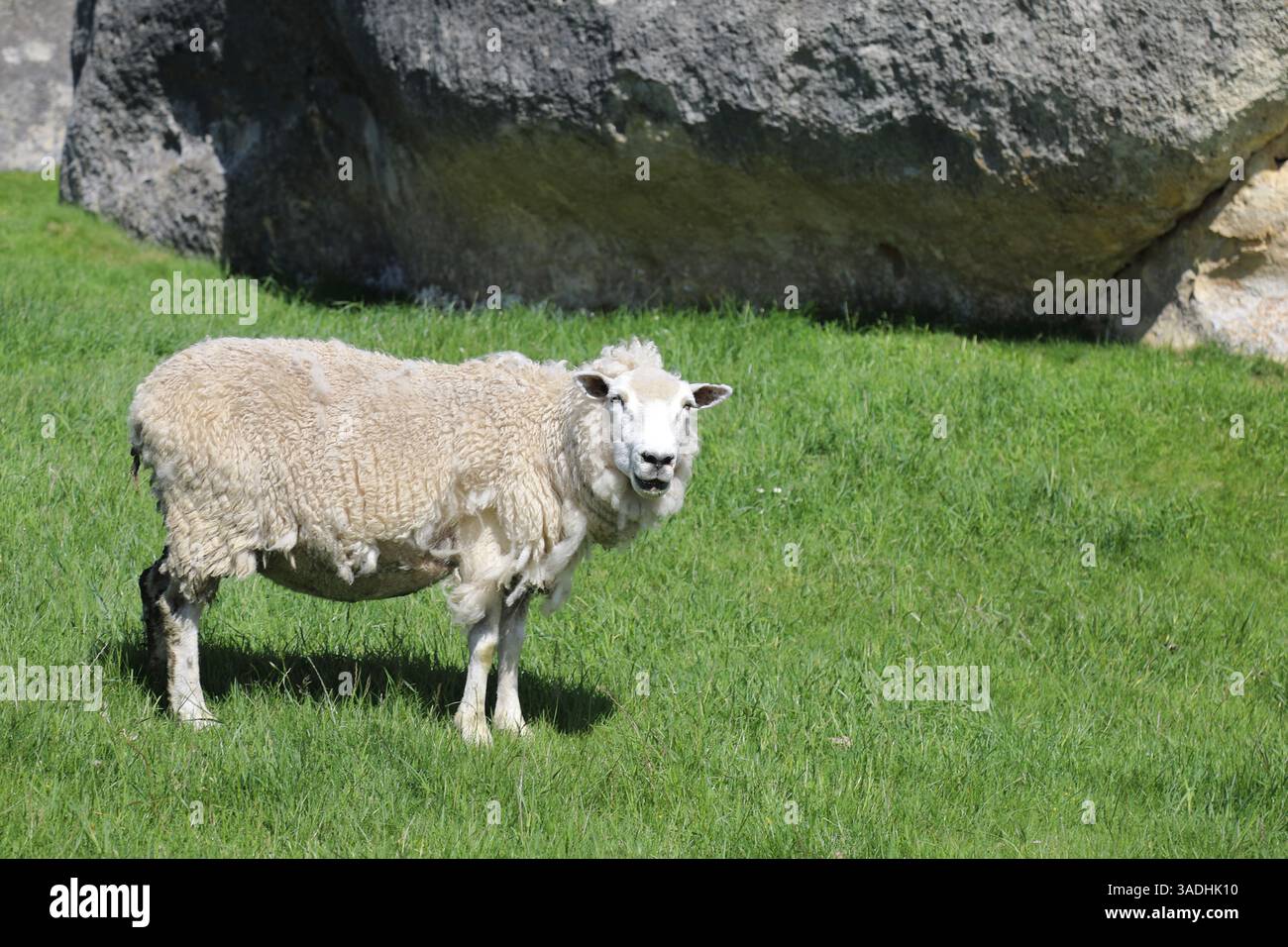 Romneyschaf / Romney sheep / Ovis Stock Photo - Alamy