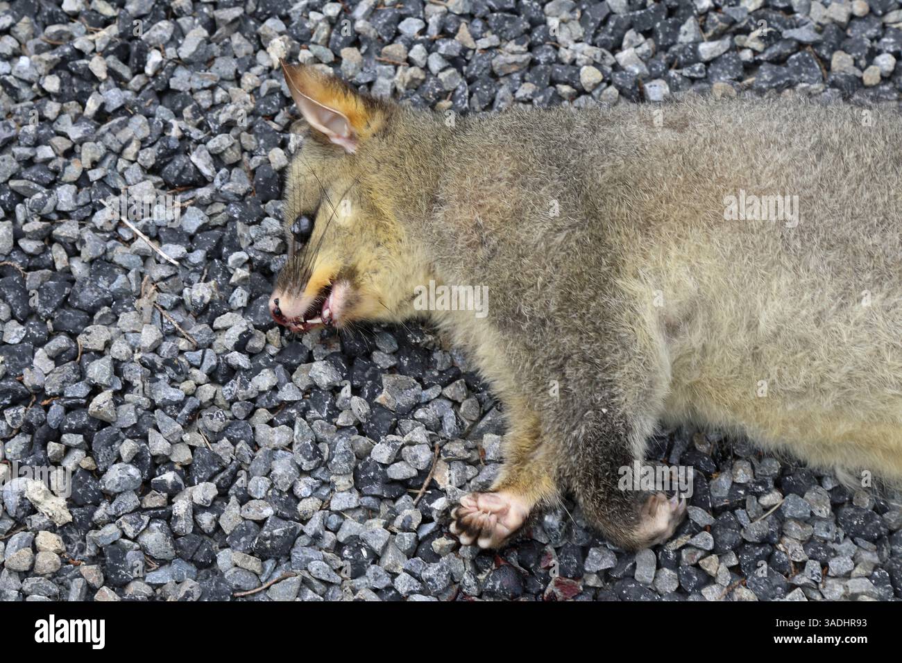 Fuchskusu / Common brushtail possum / Trichosurus vulpecula Stock Photo ...