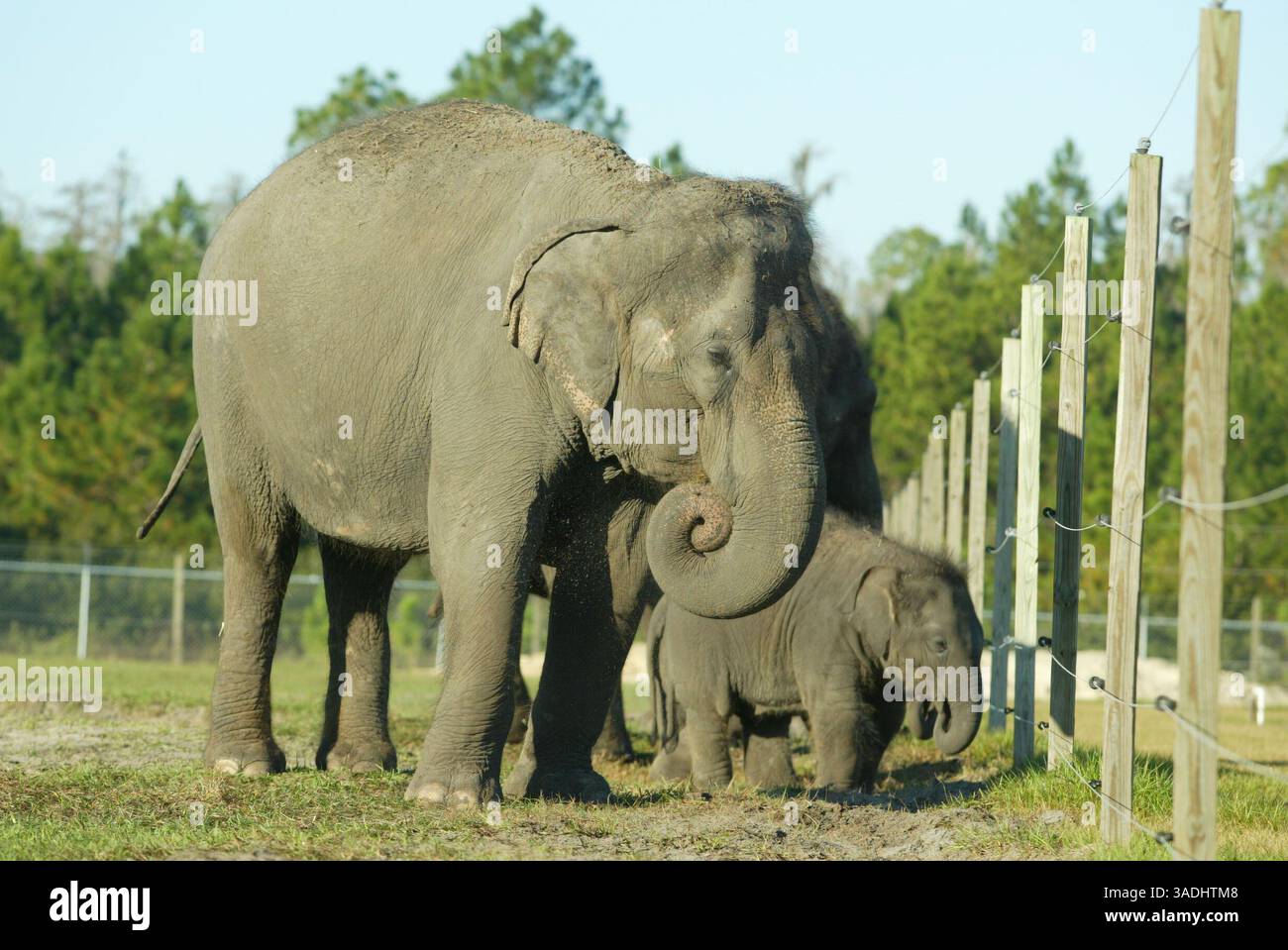 Dec 16, 2002; Central Florida , USA; Asian elephants have long been a ...