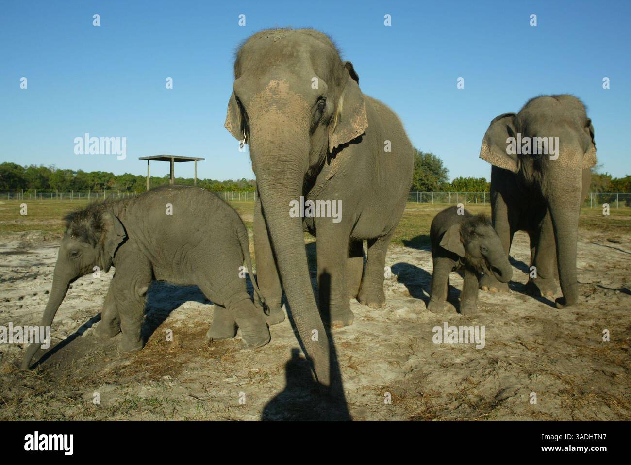 Dec 16, 2002; Central Florida , USA; Asian elephants have long been a ...