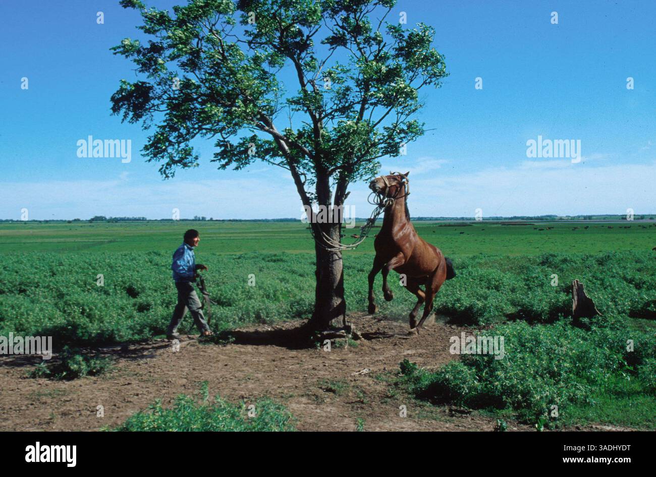 Jan 11, 2001; Campana, ARGENTINA; A Gauchos begins the process of ...