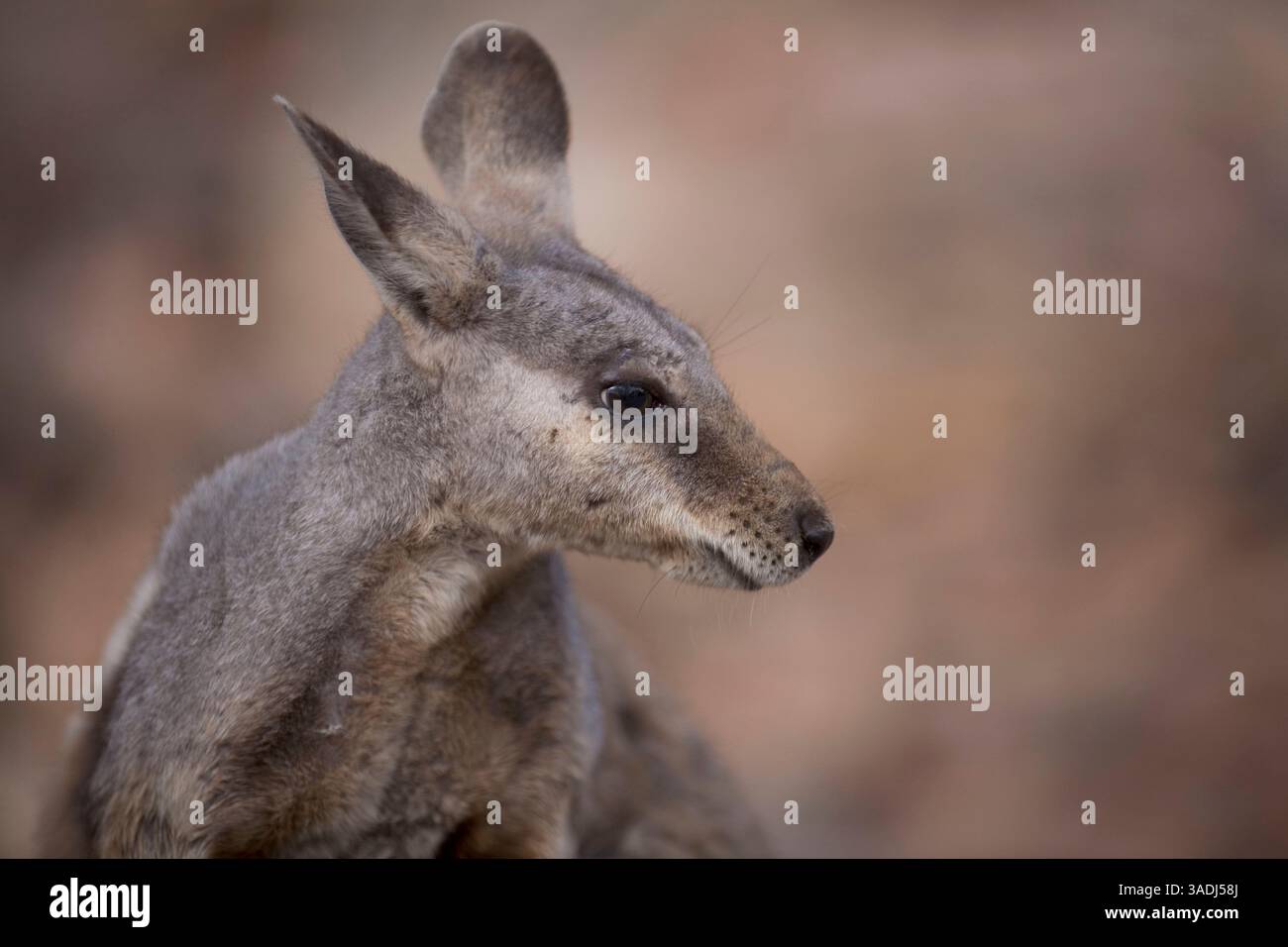 Nov 20, 2007 - Alice Springs, Northern Territory, Australia - Rock ...