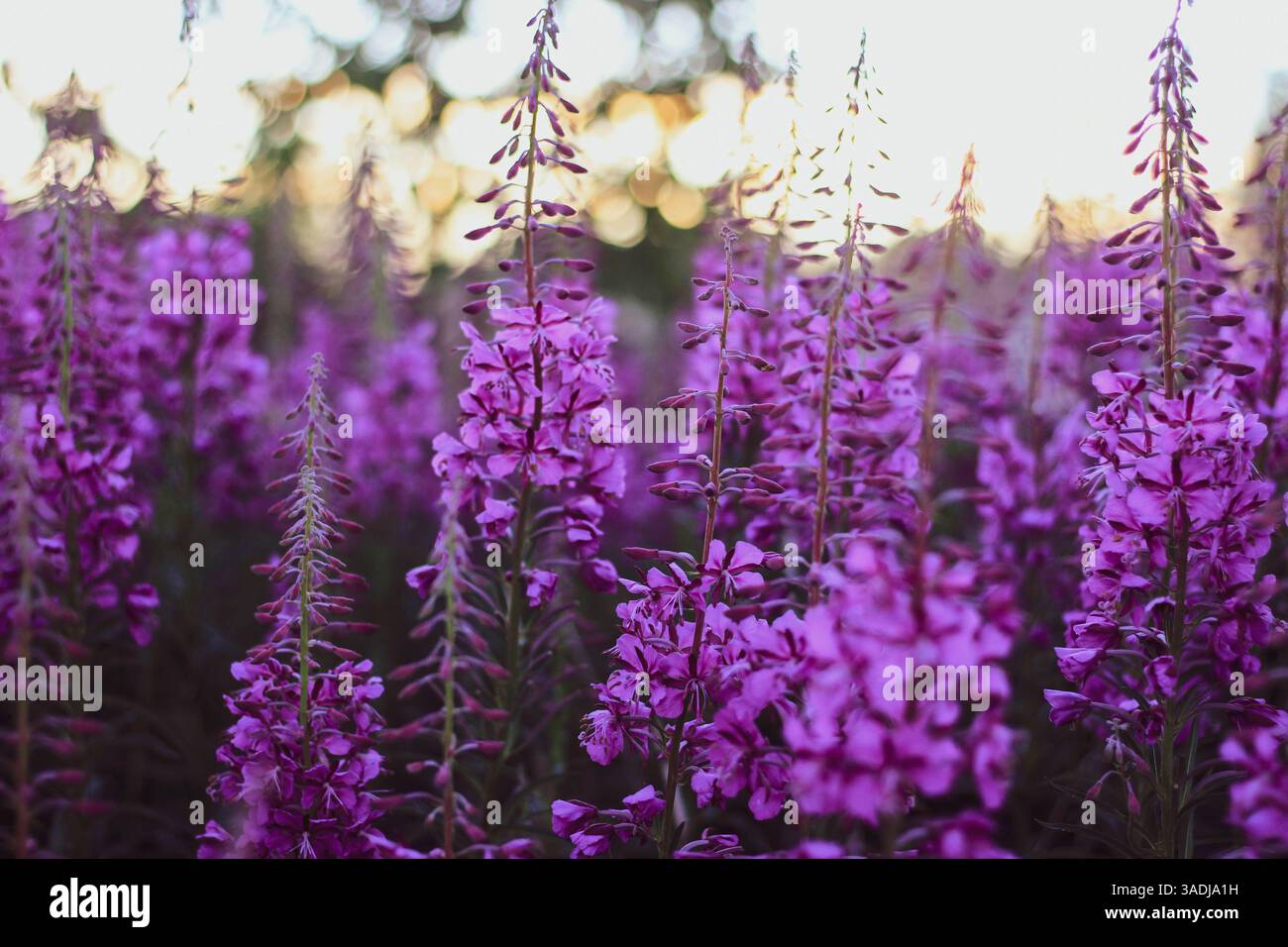 Natural wild fireweed plants hi-res stock photography and images - Alamy