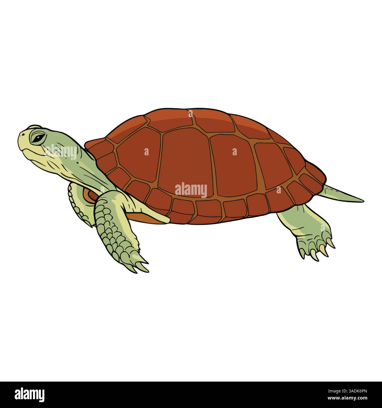 Turtle side view vector illustration. Tortoise reptile with a textured ...