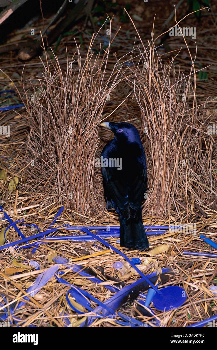 SATIN BOWERBIRD male Ptilonorhynchus violaceus at bower with blue ...