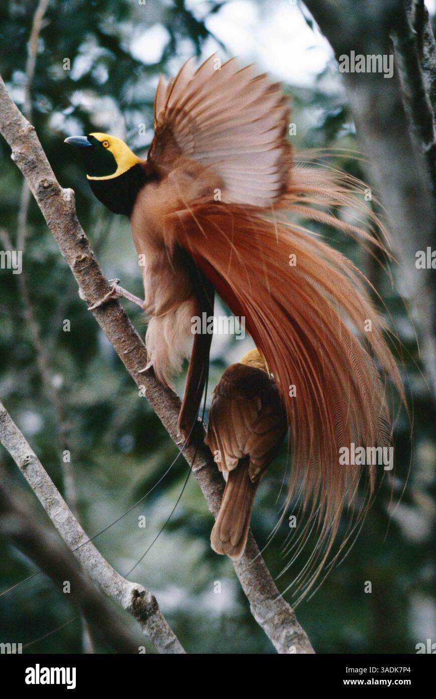 RAGGIANA BIRD OF PARADISE Paradisaea raggiana male displaying to female ...